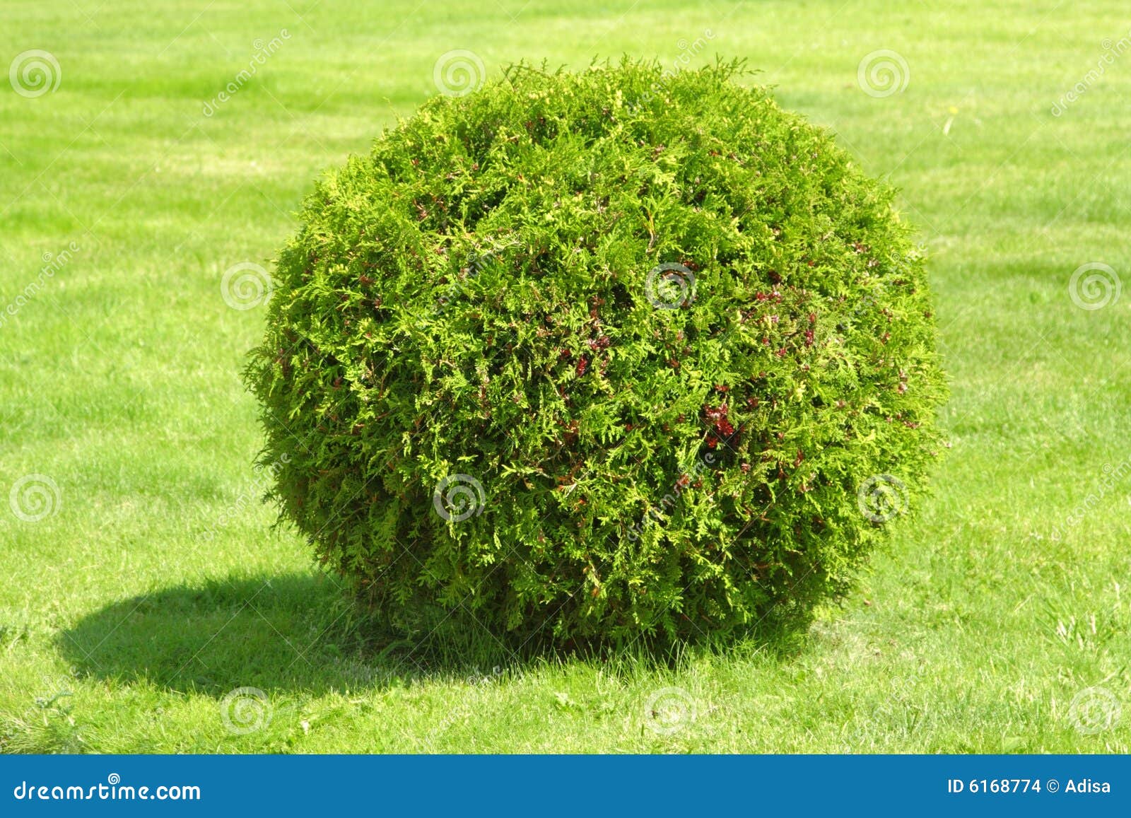 Green bush stock photo. Image of decor, grass, handmade - 6168774