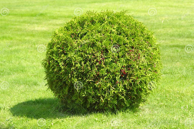 Green bush stock photo. Image of botany, foliage, decorative - 6168774