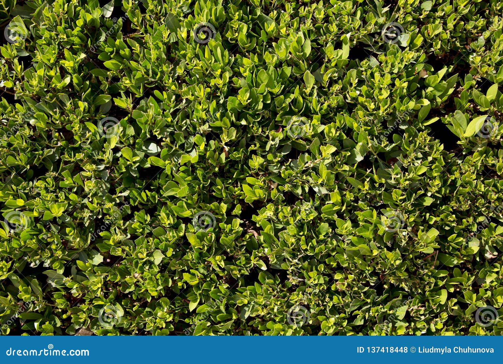 Green bush for background stock photo. Image of field - 137418448