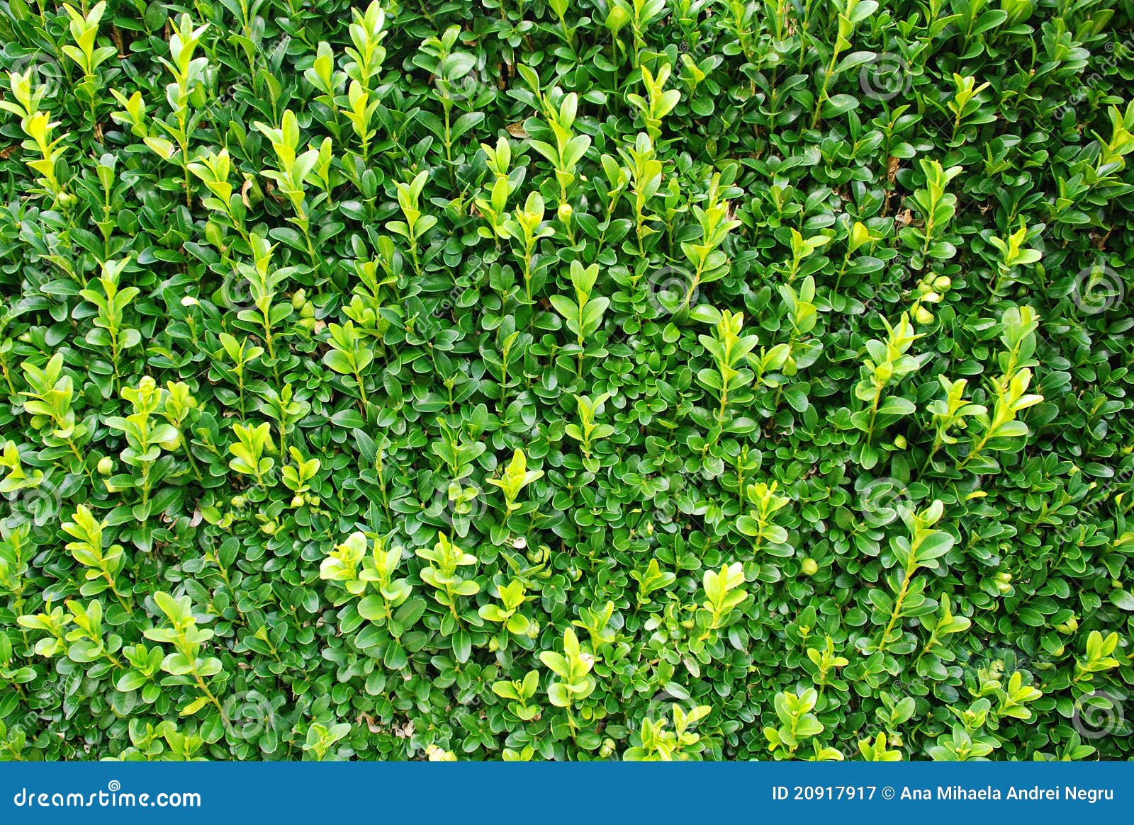 Green bush background stock image. Image of green, botany - 20917917