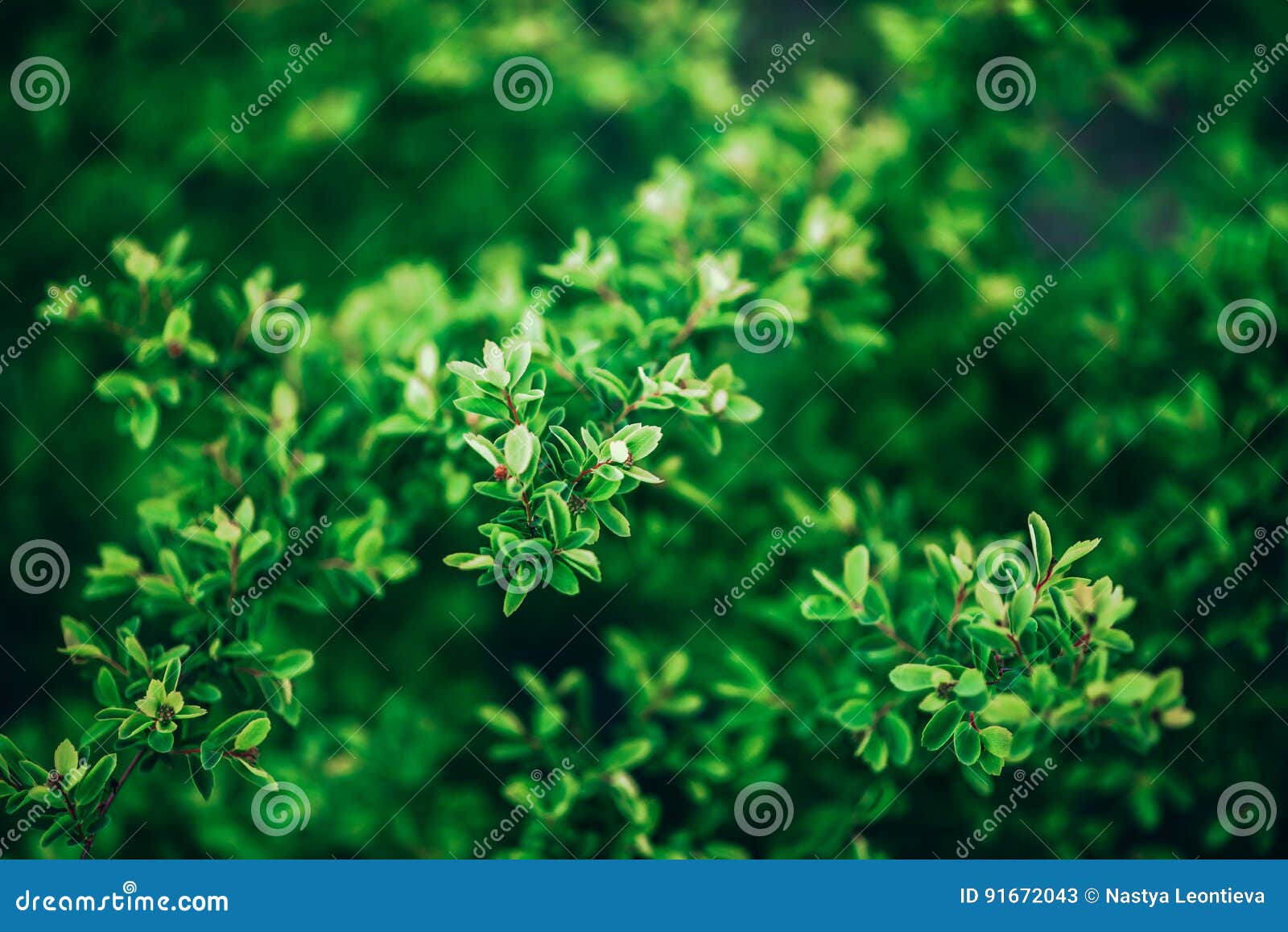 Green Bush Background Close Up Stock Image - Image of forest, leafs ...