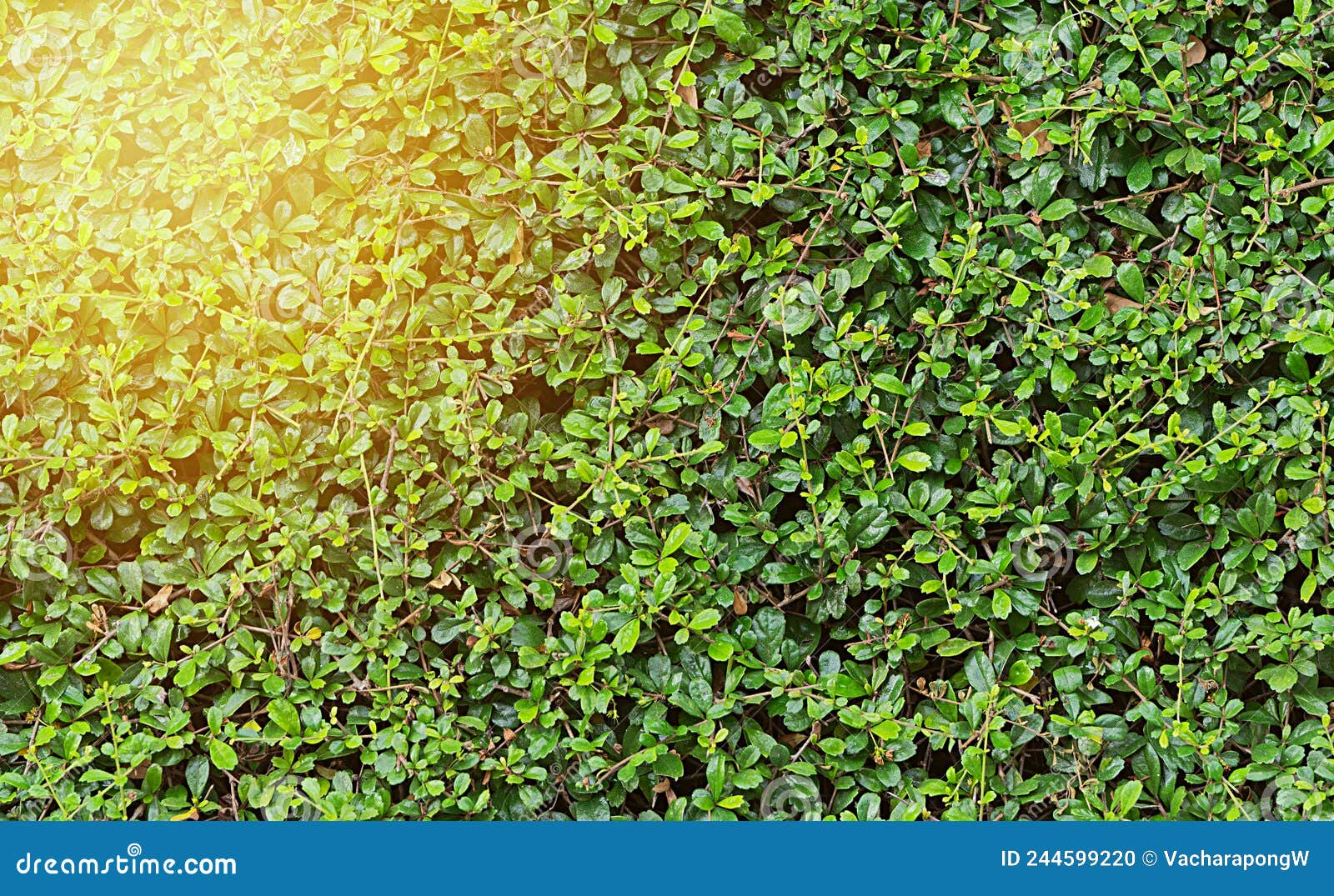 Green Bush Background for Design Material Stock Photo - Image of ...