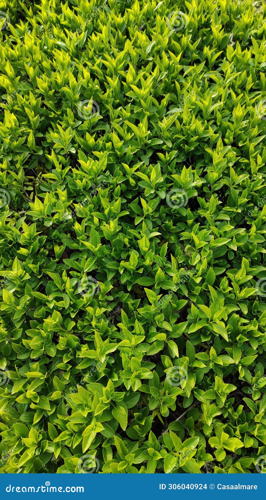 Bush Pattern with Evergreen Leaves Stock Photo - Image of texture ...