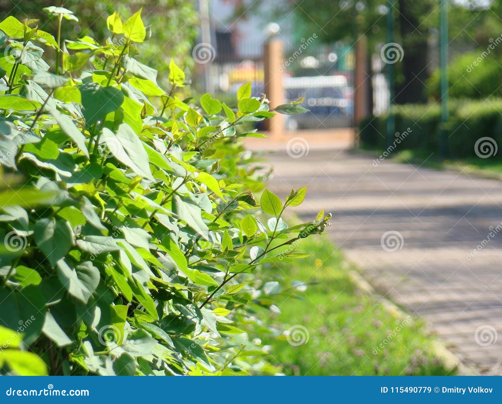 Green Bush on the Background of the Paving Path in the Background ...