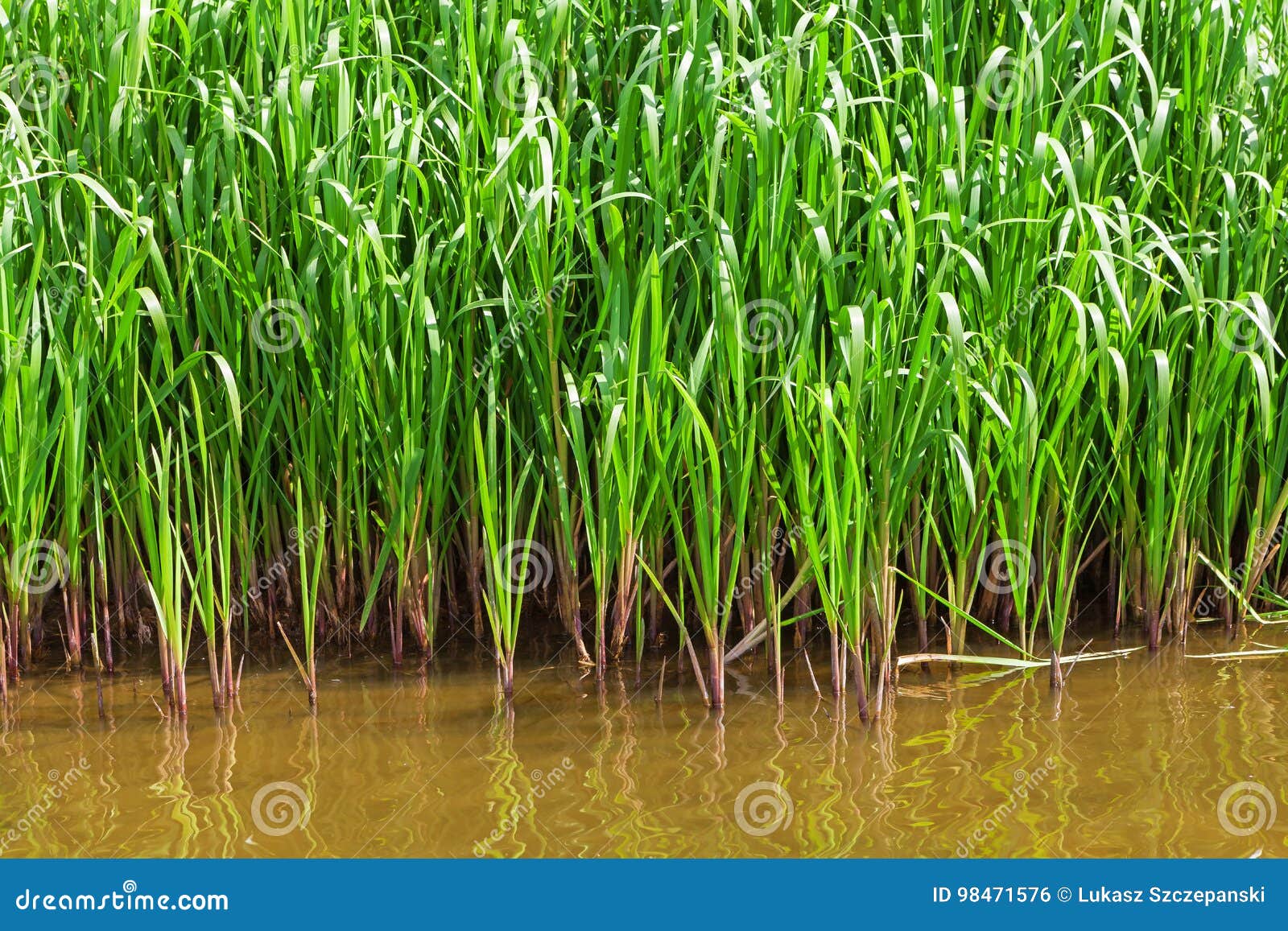 Green Bush on the Bank of River Stock Photo - Image of brushwood, river ...