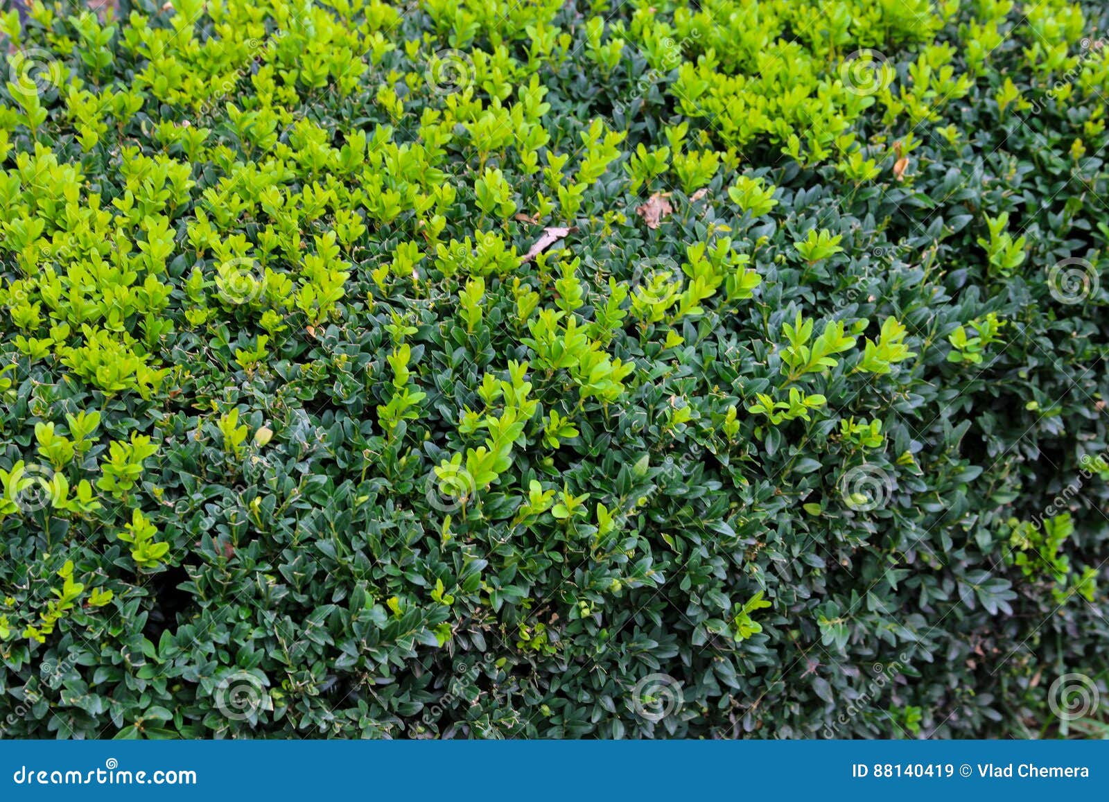 Green bush stock image. Image of green, bush, earth, branch - 88140419