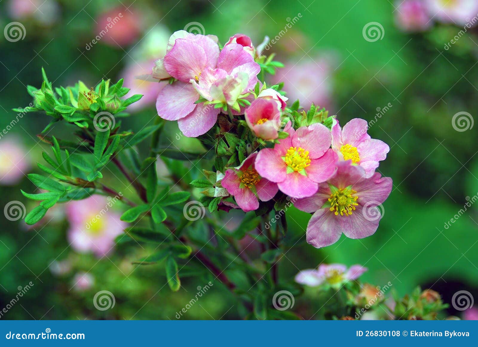 Green Bush Blooming with Small Pink Flowers Stock Photo - Image of pink ...
