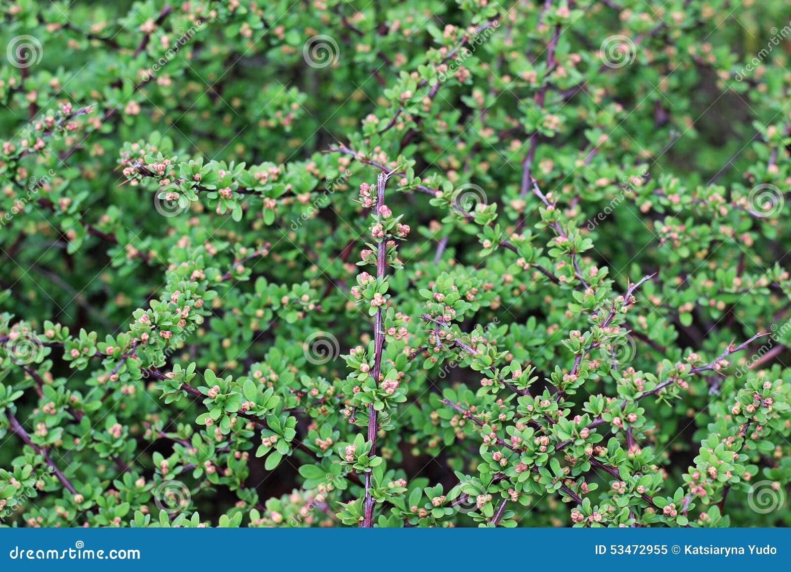 Green bush branch stock image. Image of branch, bushbranch - 53472955