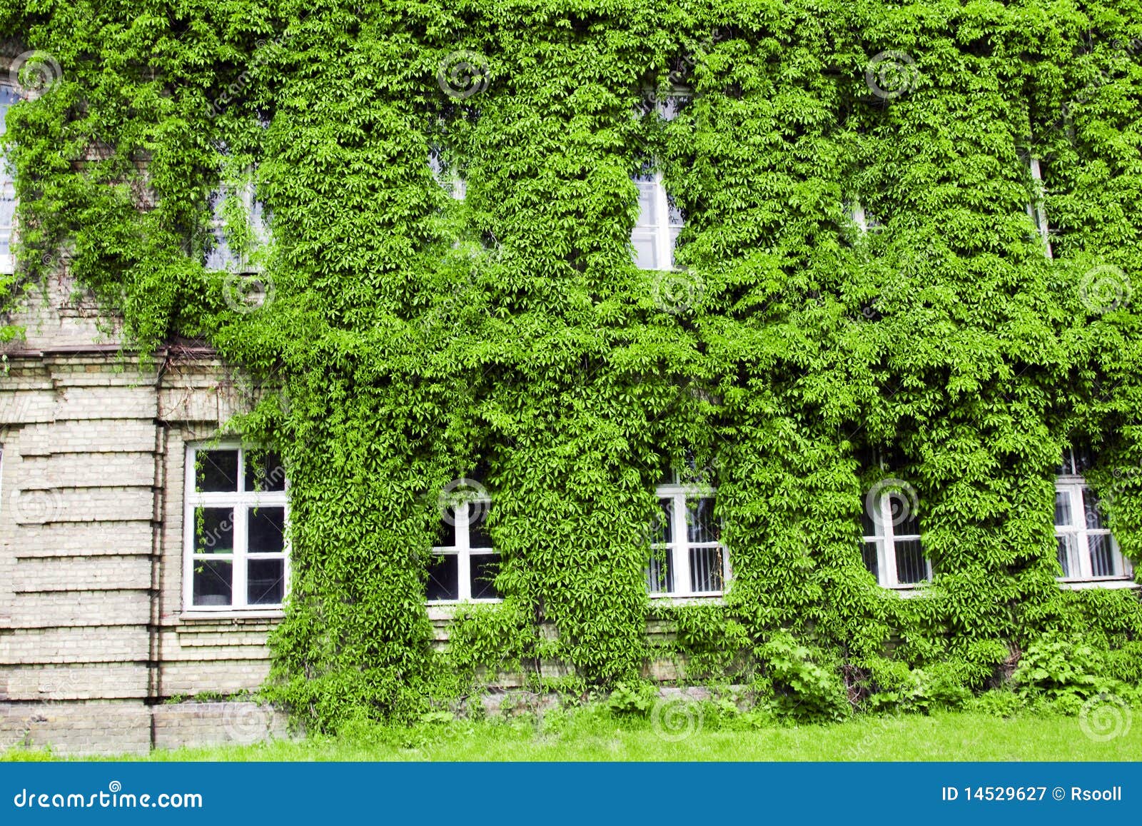 Green bush on a building stock image. Image of sheet - 14529627