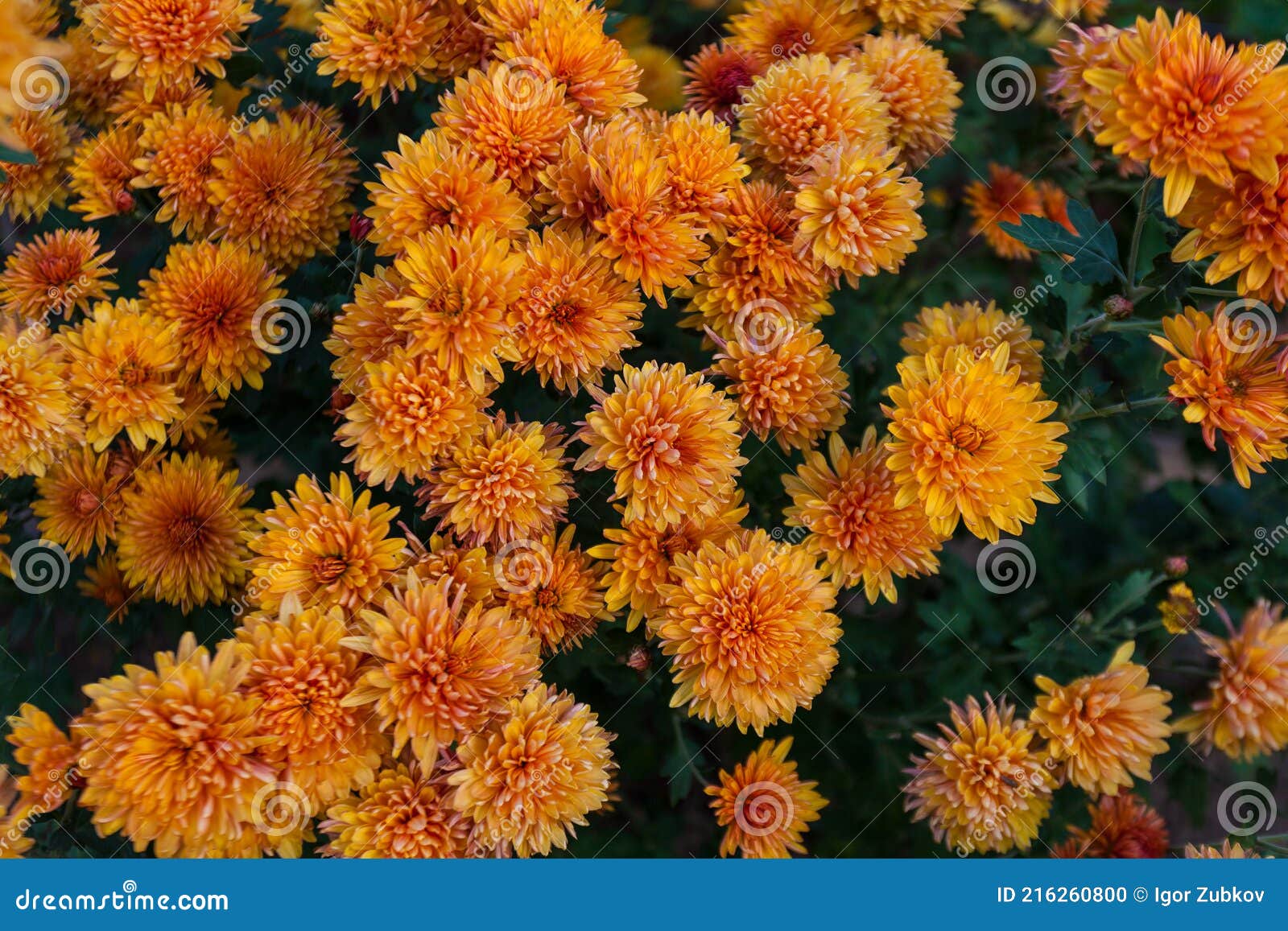 Green Bush Covered with Fresh Orange Flowers Stock Photo - Image of ...