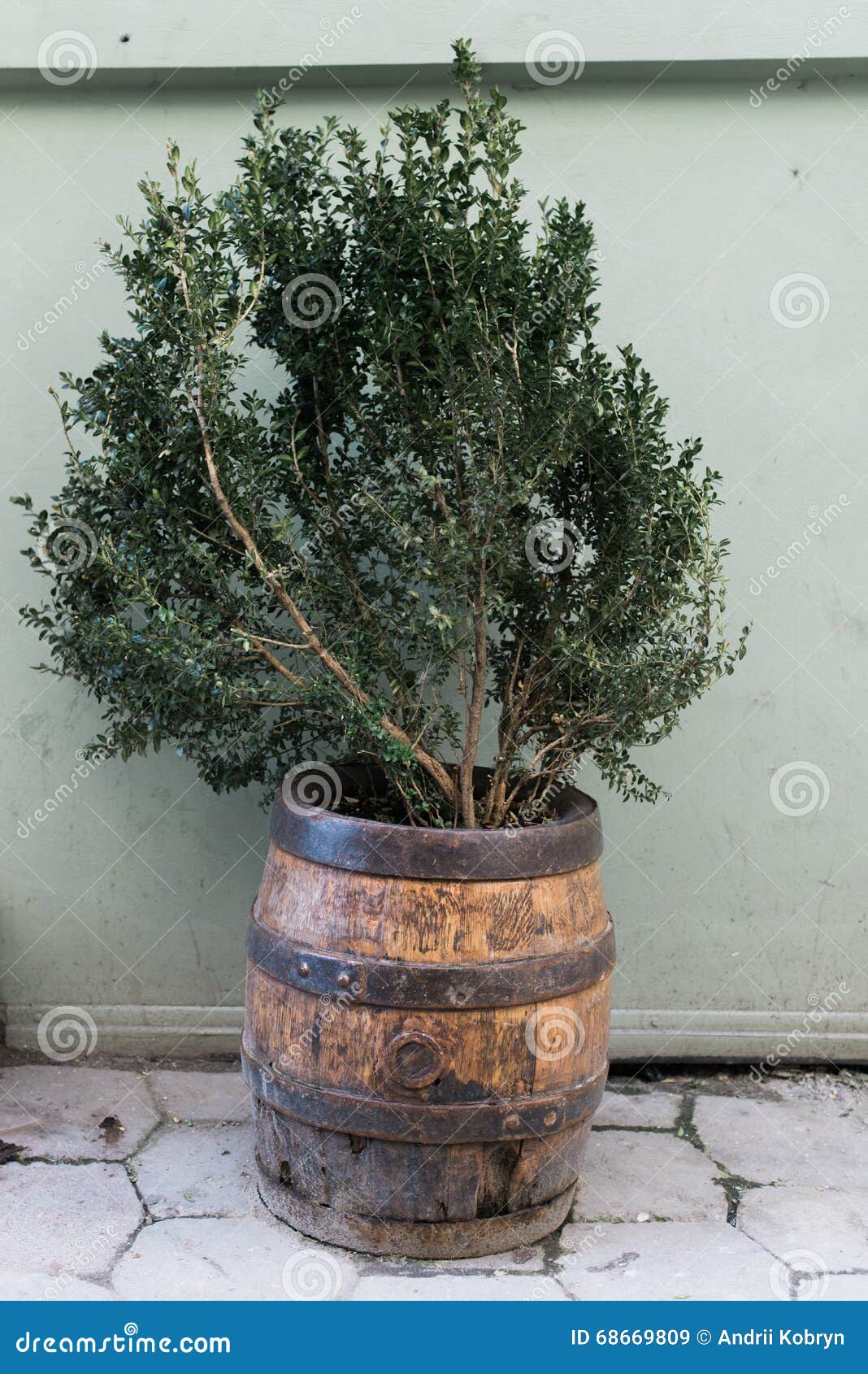Green Bush in the Decorative Barrel on Wall Background Stock Image ...