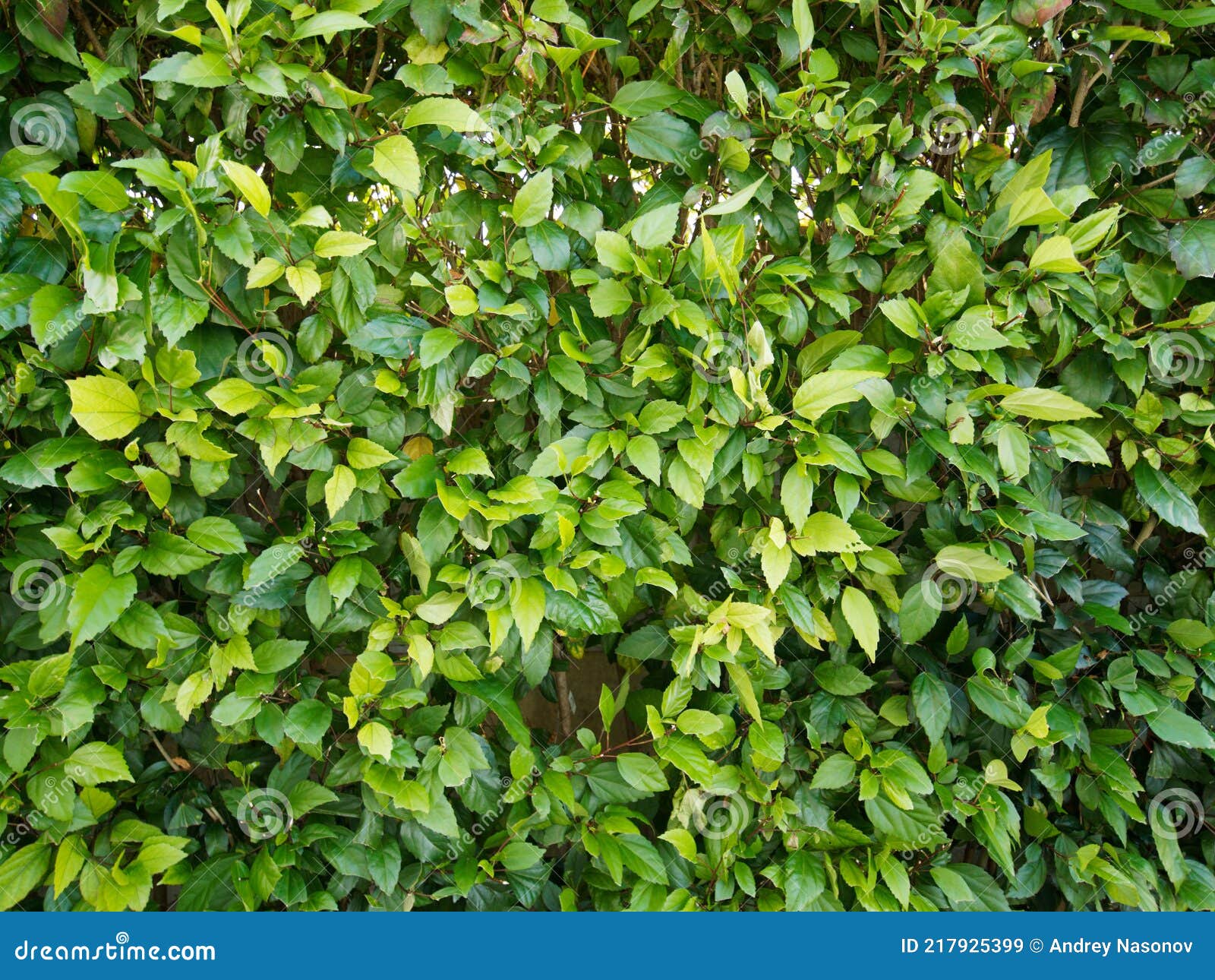 Green bush fence. stock image. Image of fence, do5711686 - 217925399
