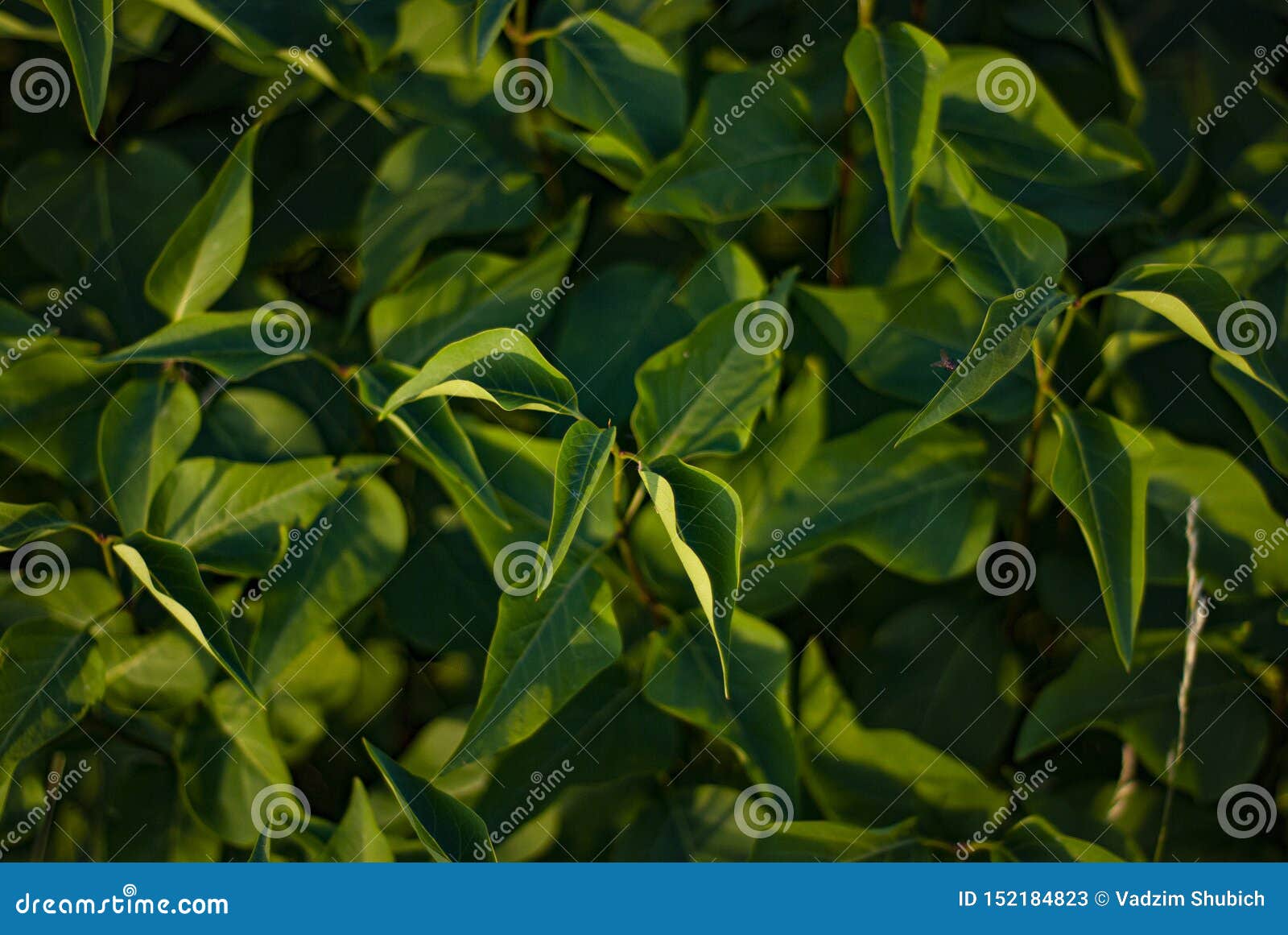 Green Bush with Foliage Close Up for Your Backdrop Stock Image - Image ...