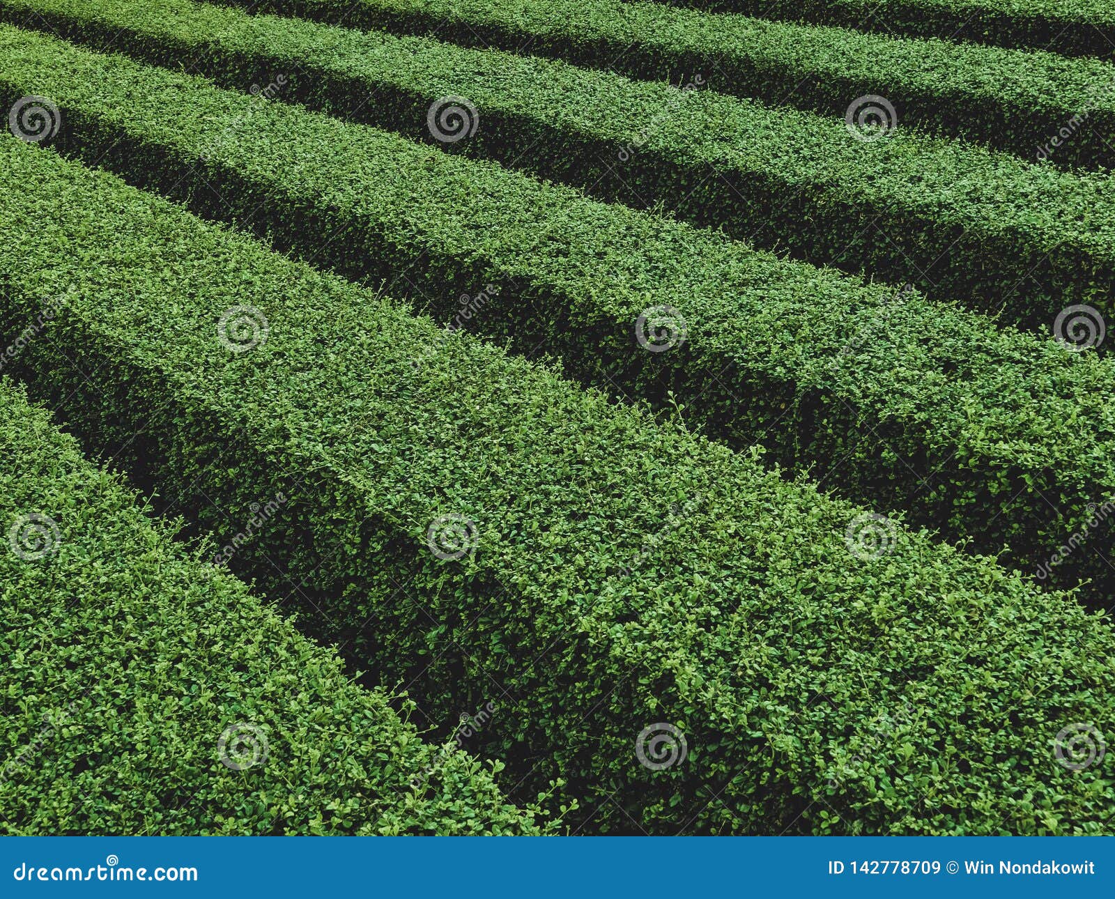 Green bush pattern stock image. Image of spring, garden - 142778709