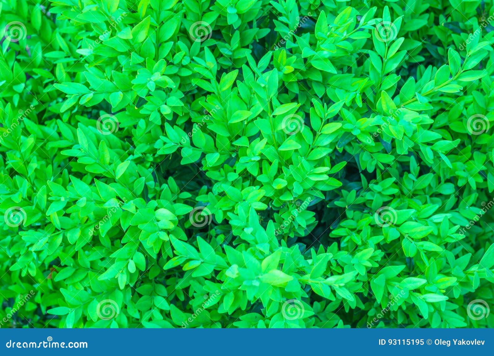 Green bush in the garden stock image. Image of lawn, ground - 93115195