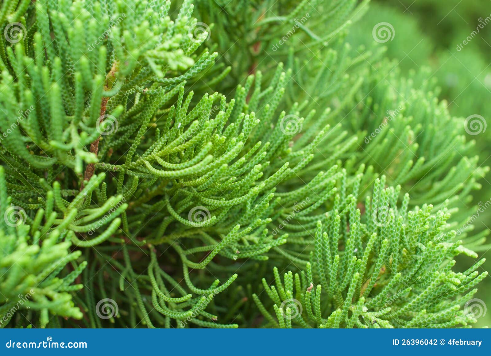 Green bush garden tree stock photo. Image of path, plant - 26396042