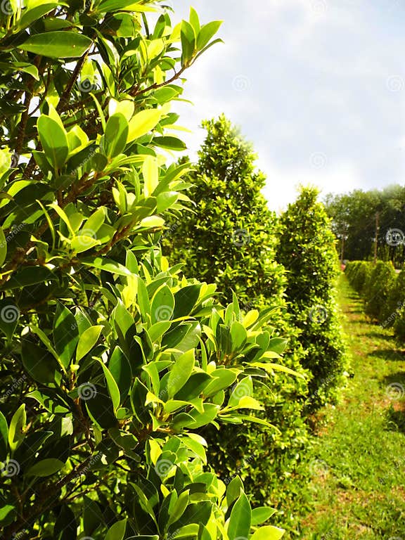 Green bush in garden stock image. Image of green, nature - 54714983