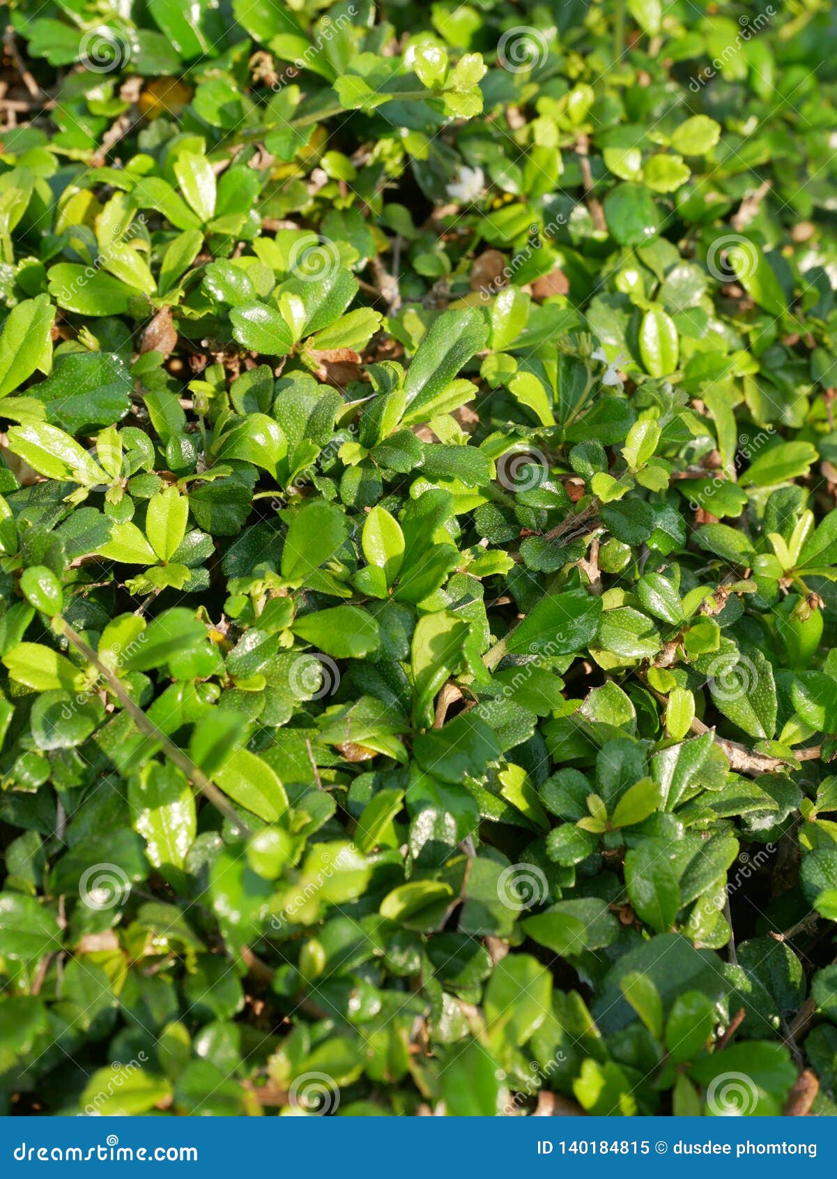 Green bush stock image. Image of bight, refreshing, green - 140184815