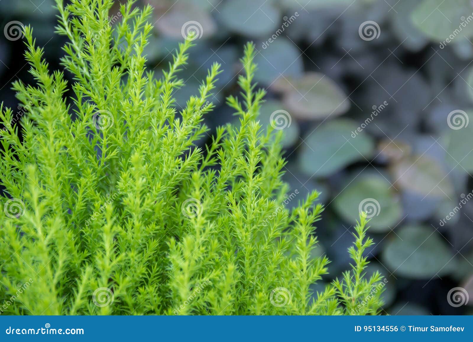 Green bush green grass stock photo. Image of pattern - 95134556