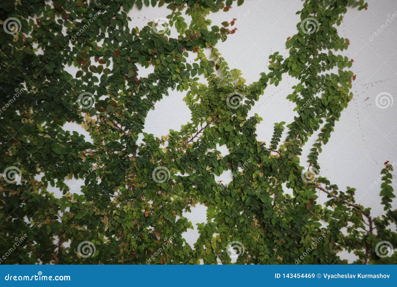 Green Bush Grows on a Concrete Wall. Green Leaves on the Concrete Wall ...