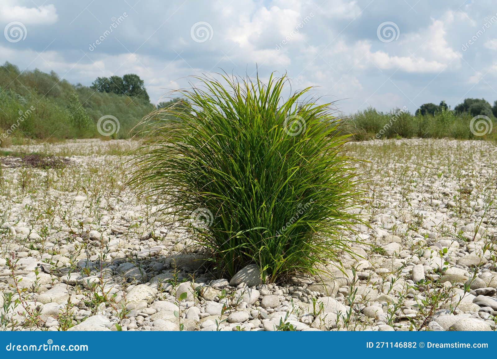 Green Bush Grows on Rocky Surface of River Bank Stock Photo - Image of ...