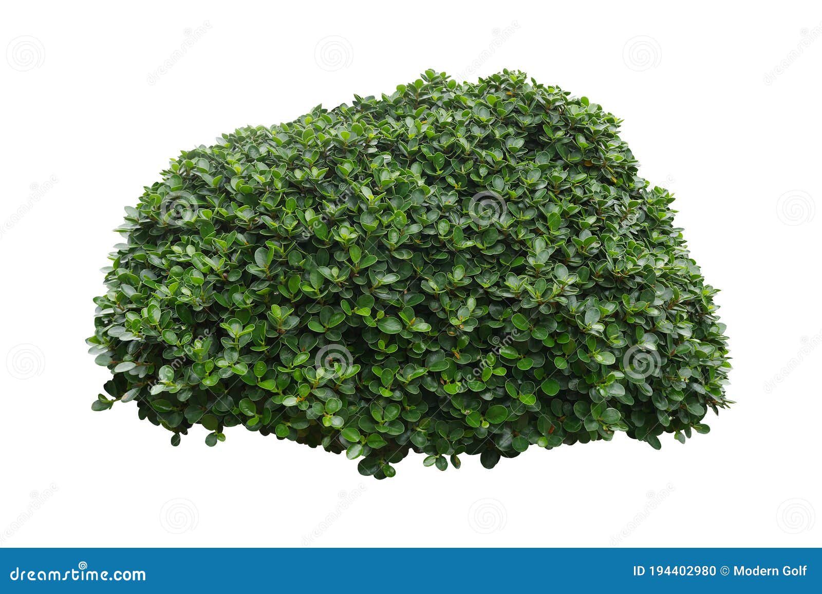 Green Bush Isolated on White Background . Stock Photo - Image of ...