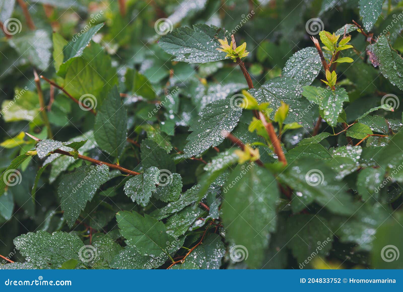 Green Bush Leaves with Drops after Rain Stock Photo - Image of nature ...