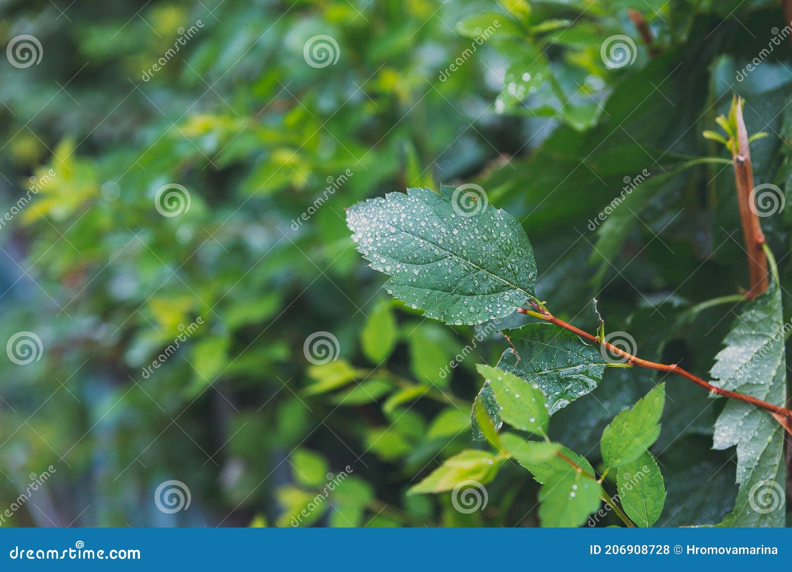 Green Bush Leaves with Drops after Rain Stock Photo - Image of ...