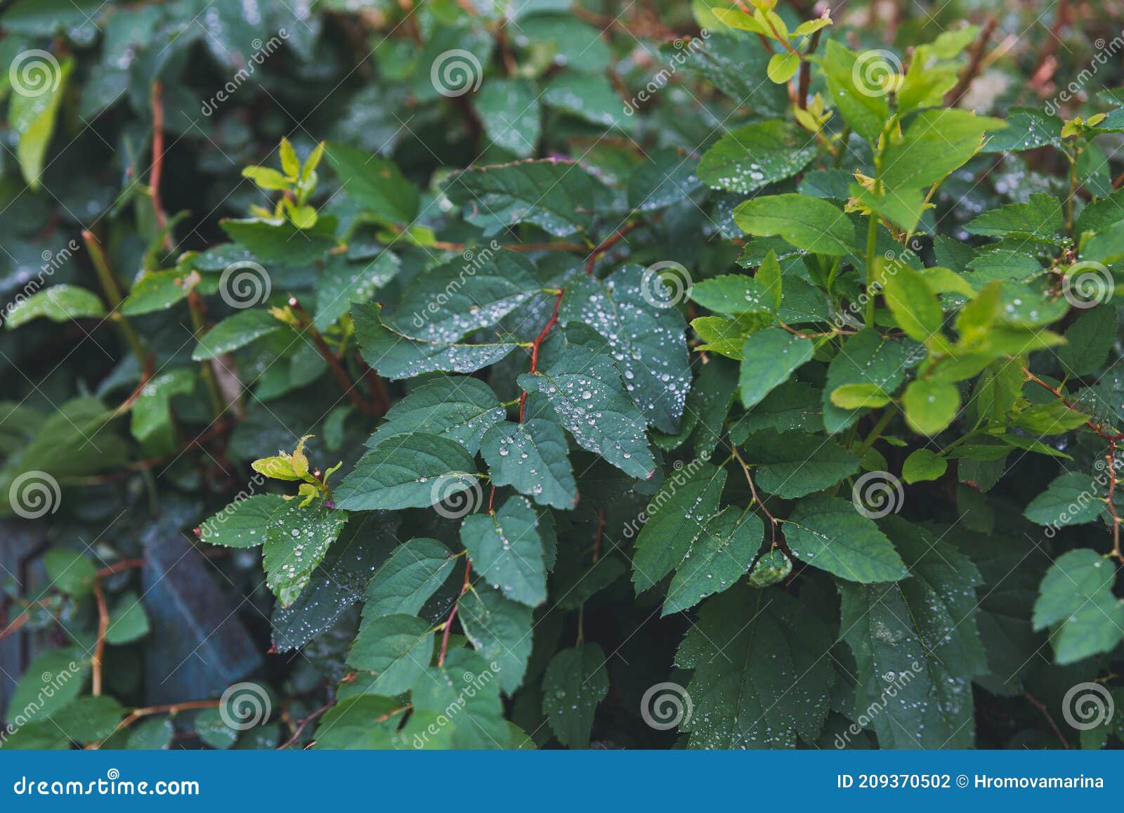 Green Bush Leaves with Drops after Rain Stock Photo - Image of clear ...