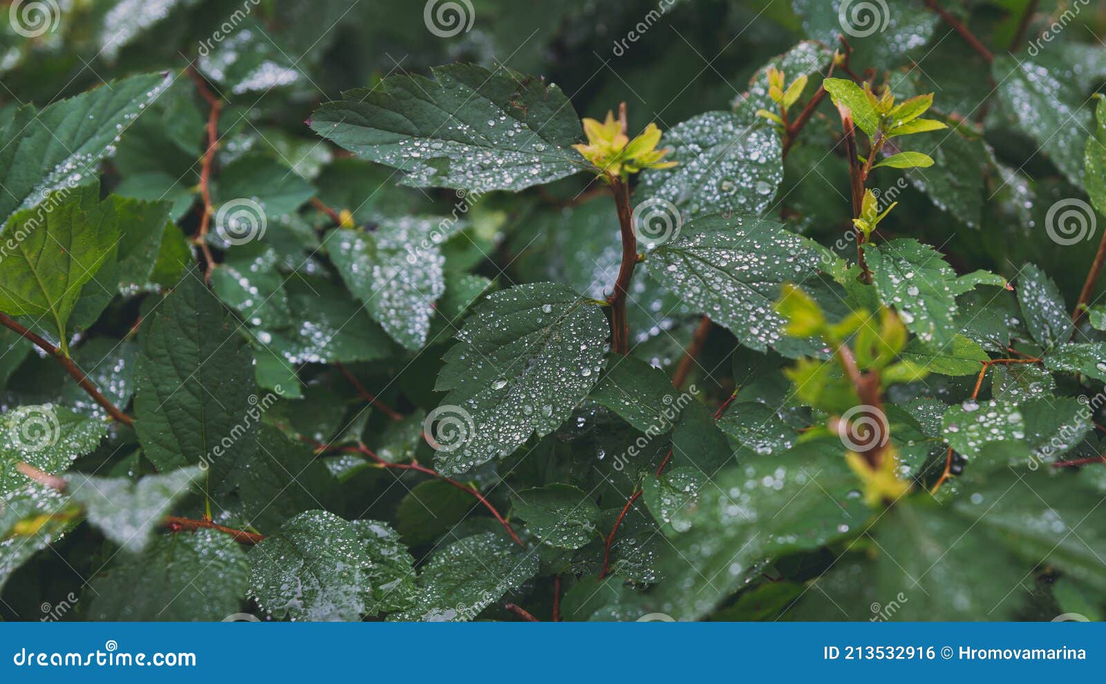 Green Bush Leaves with Drops after Rain Stock Photo - Image of leaf ...