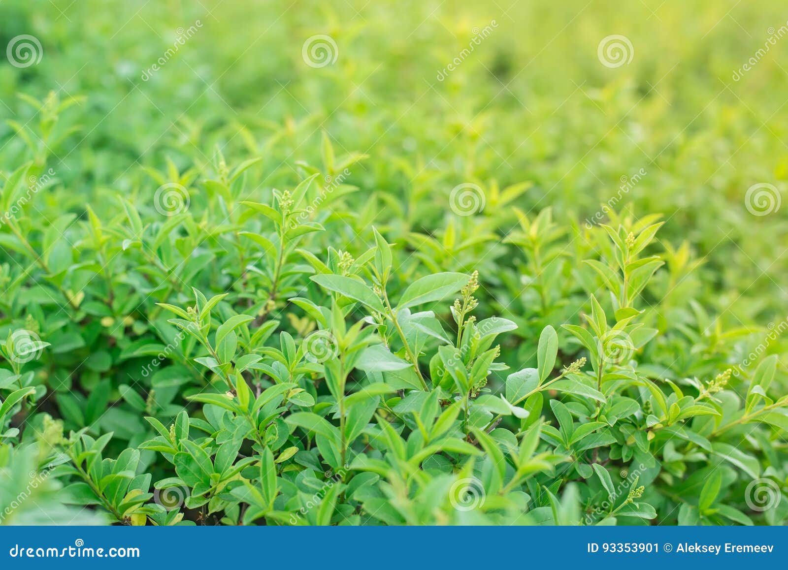 Green Bush Leaves on the Message Frame, Background, Texture. Horizontal ...