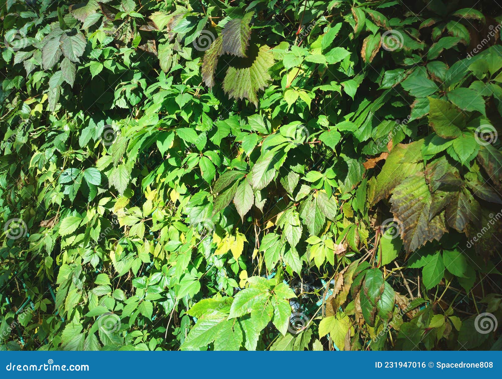 Green Bush Leaves Texture Background Stock Photo - Image of design ...