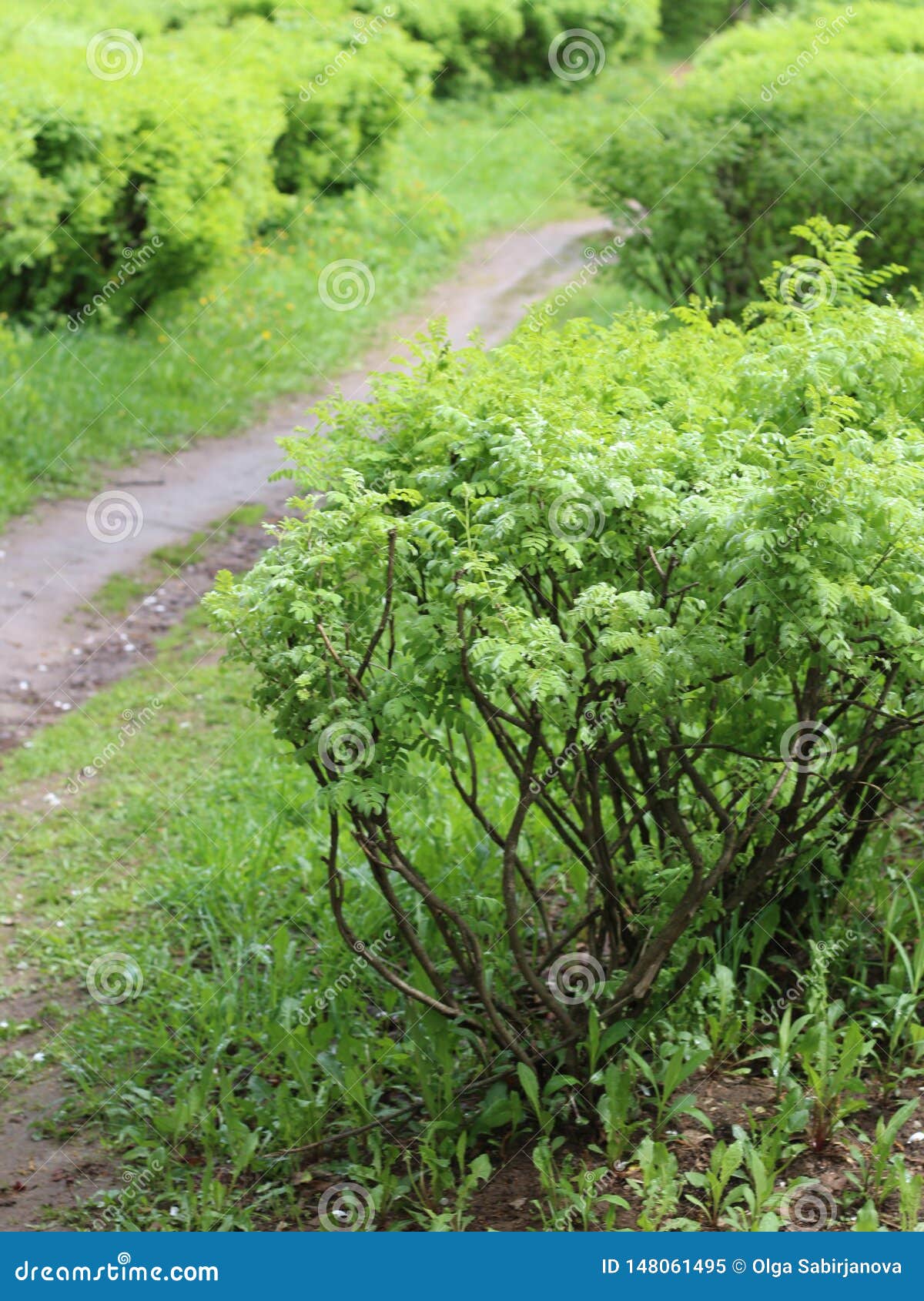Green Bush Leaves Tree Forest Stock Image - Image of flora, concept ...