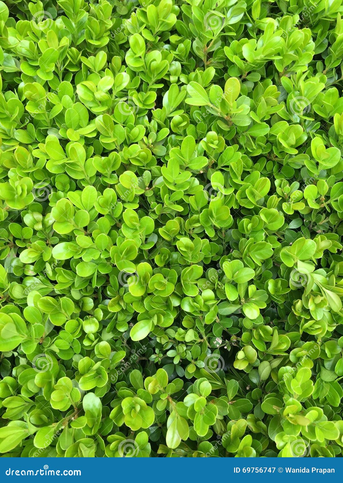 Bush Leaves Vibrant Vector Backdrop. Realistic Royalty-Free ...