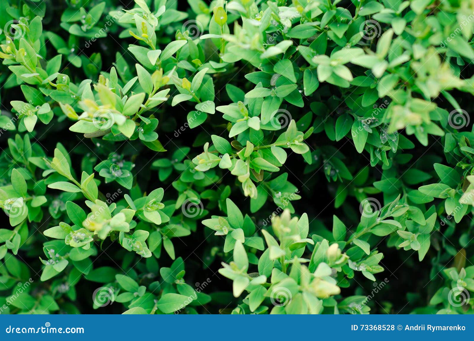 Green Bush Leaves Wall Background Stock Photo - Image of garden, flora ...