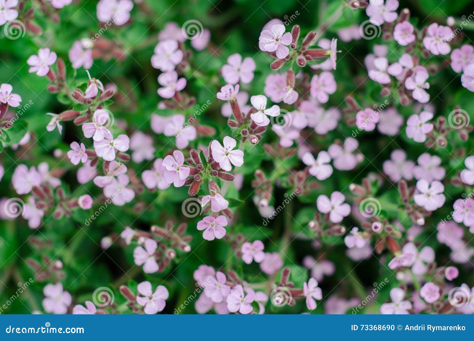 Green Bush Leaves Wall Background Stock Photo - Image of herbs, bloom ...