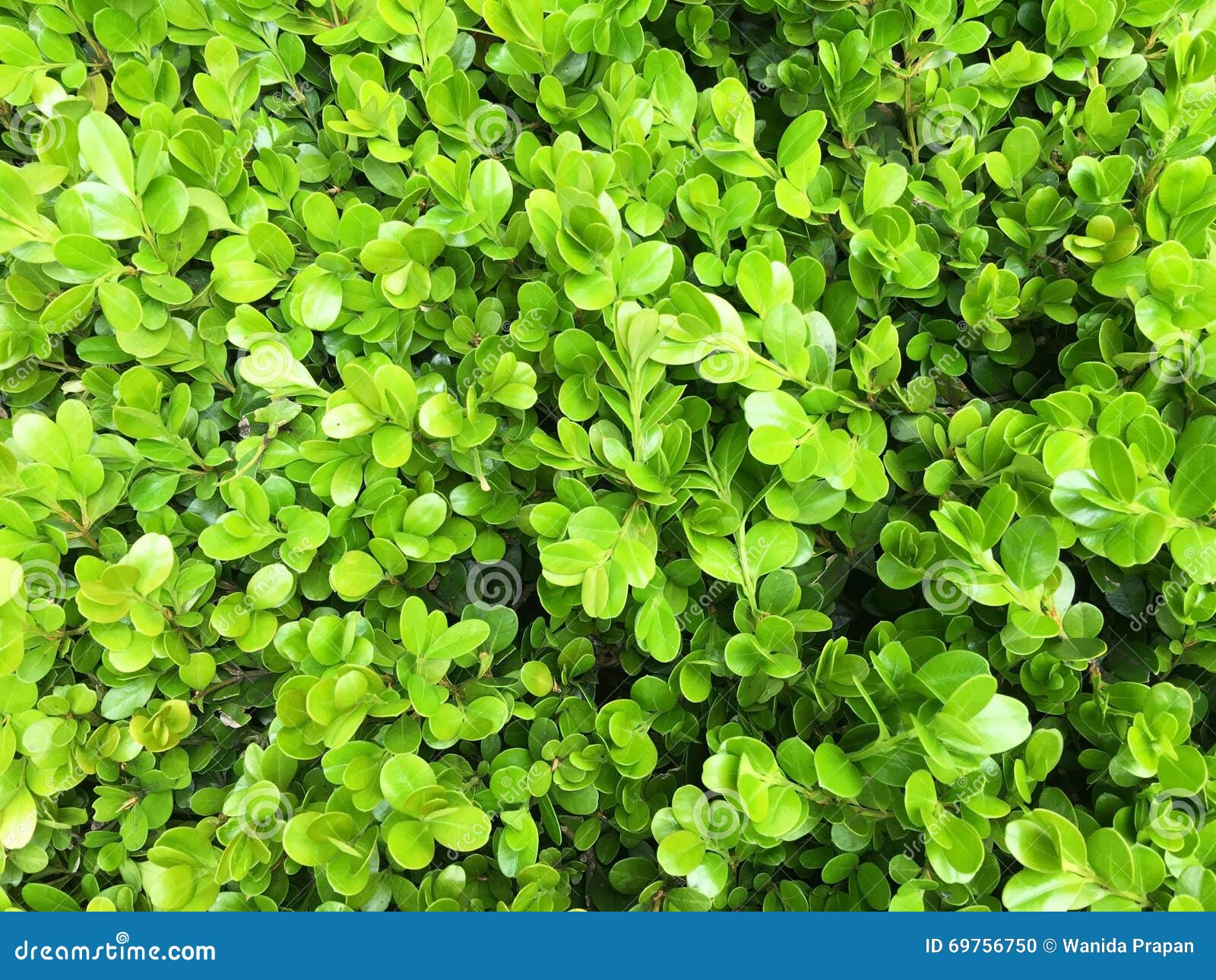 Green Bush Leaves Wall Background Stock Photo - Image of healthy ...
