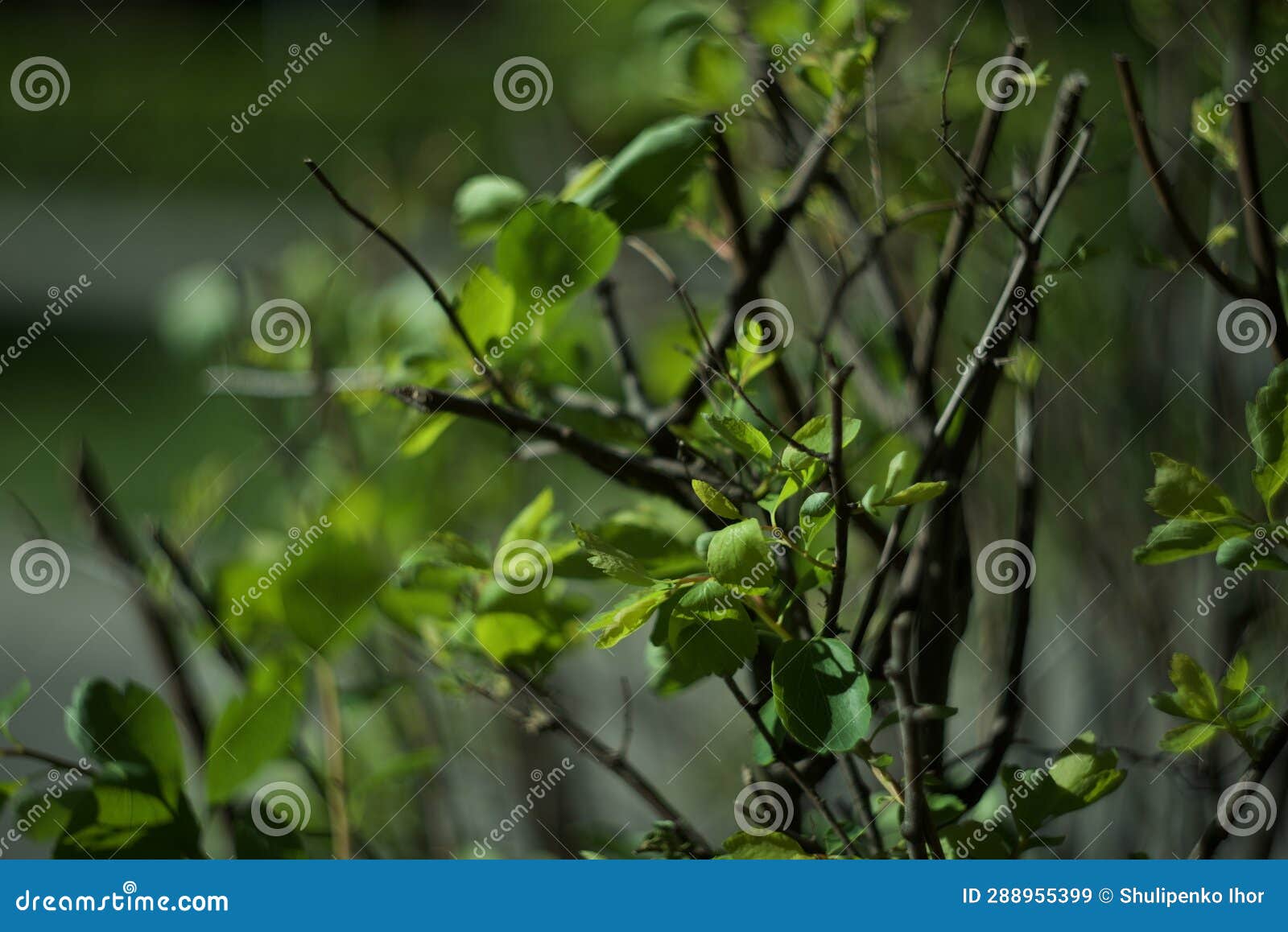 Green Bush, Leaves, Yard, Spring, Summer Stock Image - Image of garden ...