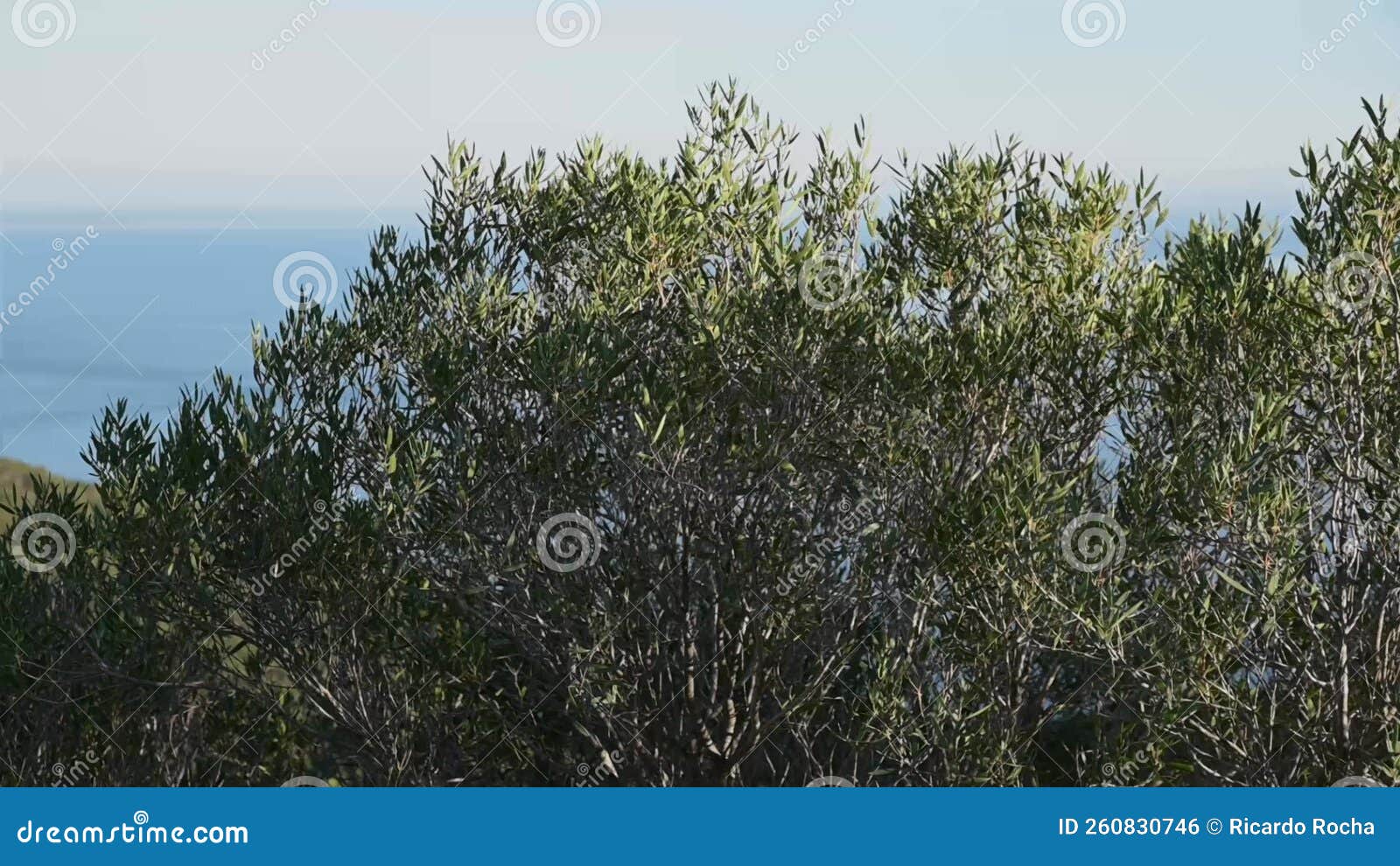 Green bush moving stock footage. Video of background - 260830746