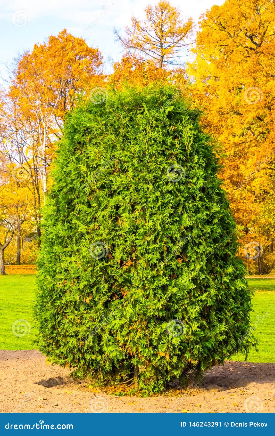 Green bush stock image. Image of environment, green - 146243291