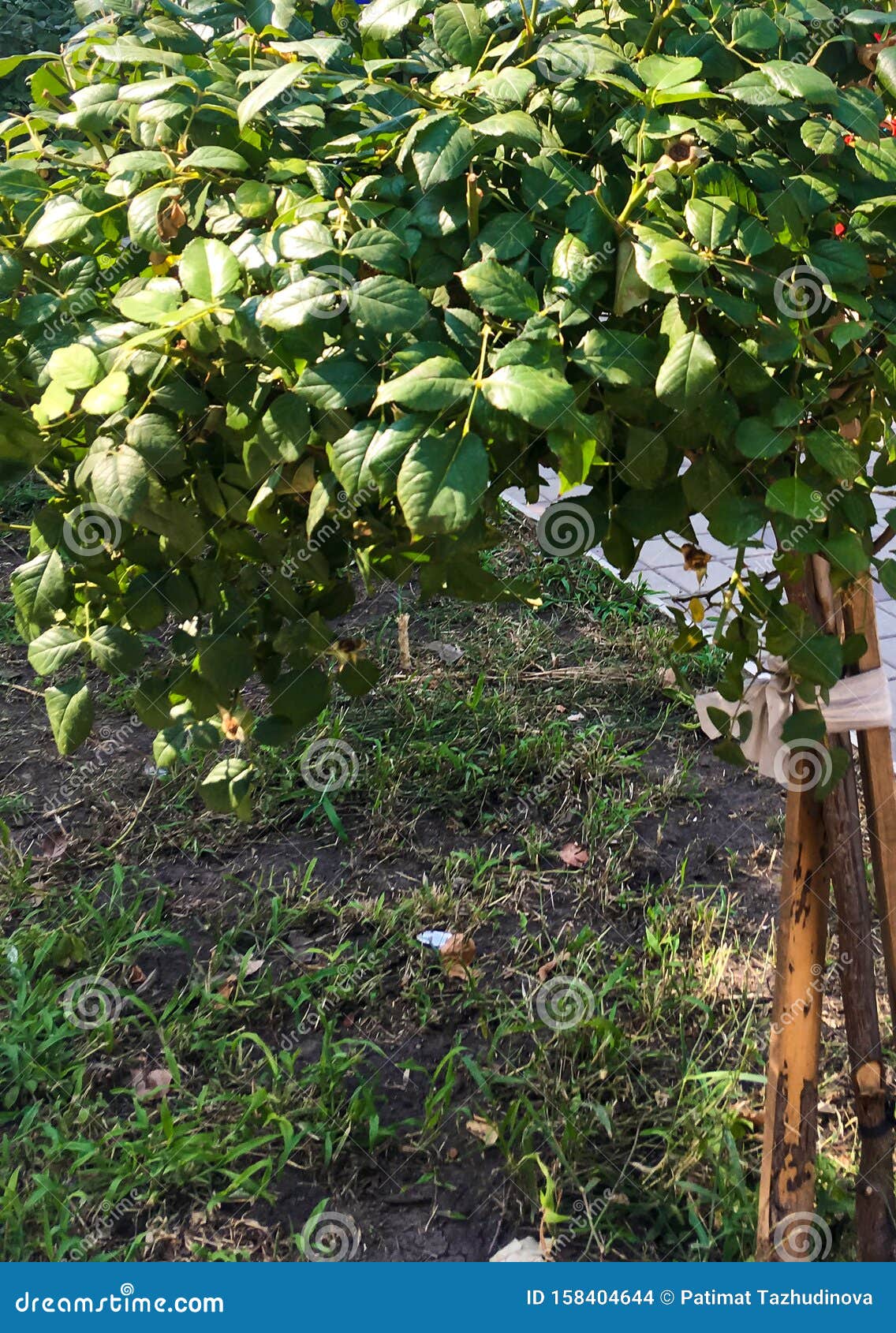 Green Rose Bush in the Park Outdoors Stock Photo - Image of bushes ...