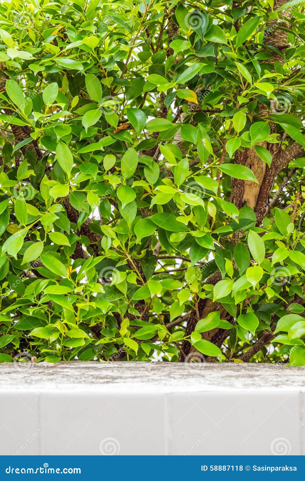 Green bush partition fence stock photo. Image of natural - 58887118
