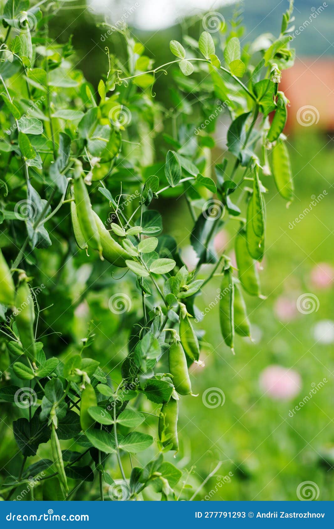 Green Bush of Green Peas, Growing Vegetables Stock Image - Image of ...