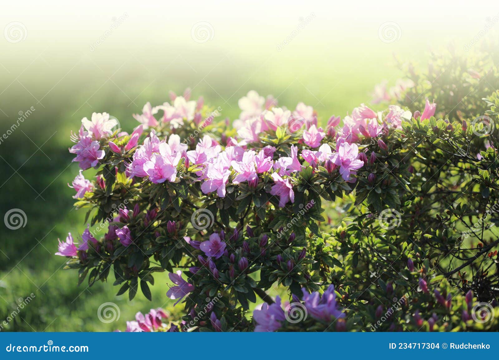 Green Bush with Pink Flower. Nature Background Stock Photo - Image of ...