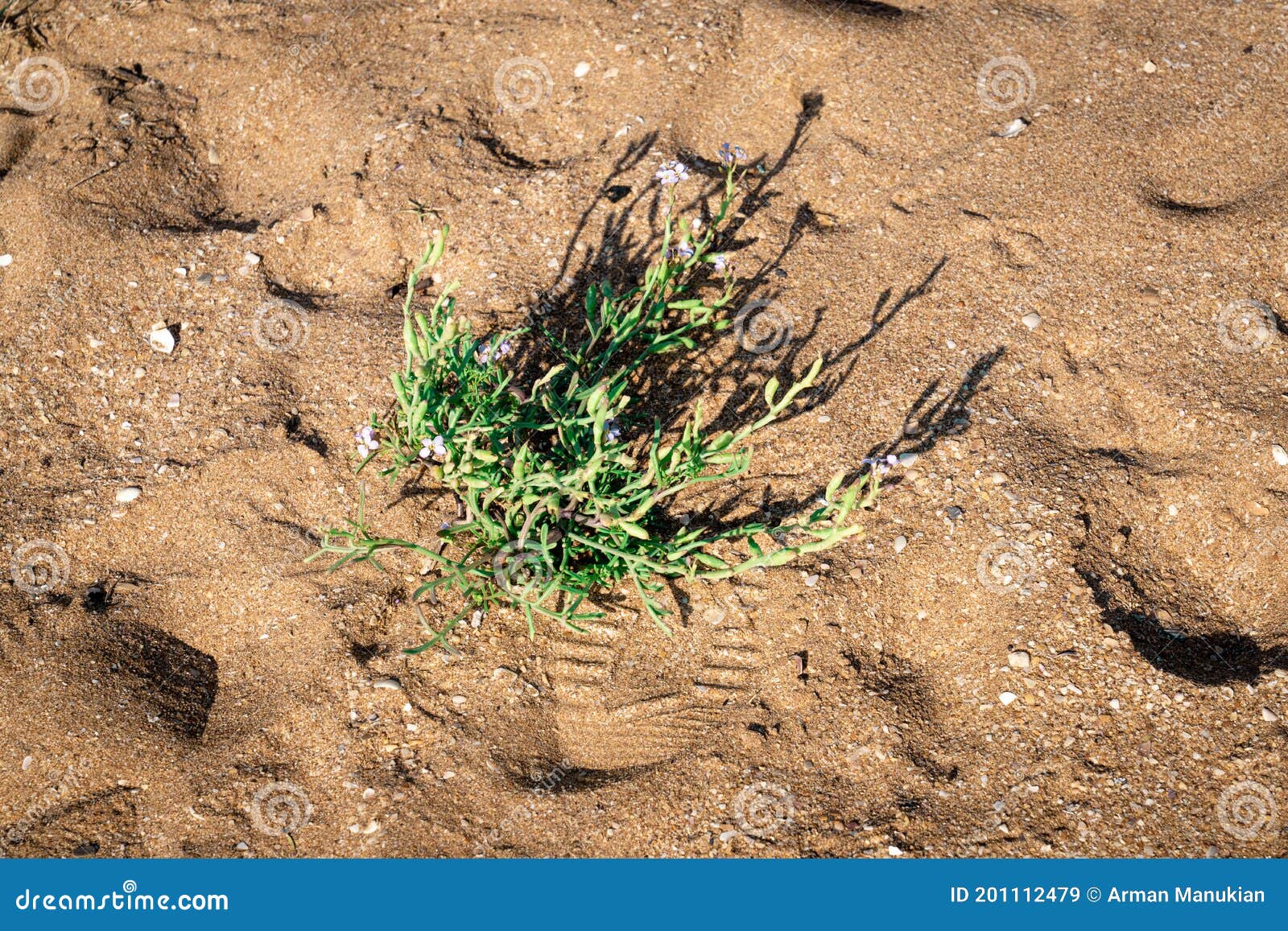 Green Bush Plant with Flower Growing on Sand in Beach Stock Image ...