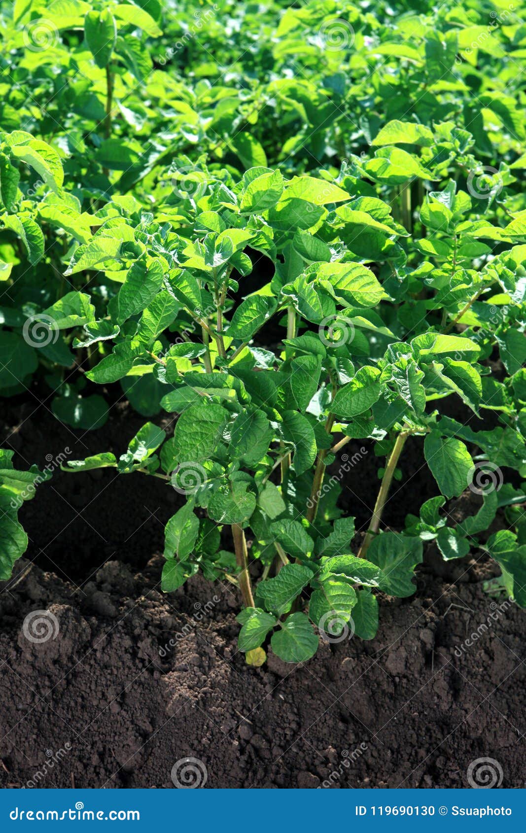 Green Bush of Potatoes on Soil Stock Photo - Image of economy ...