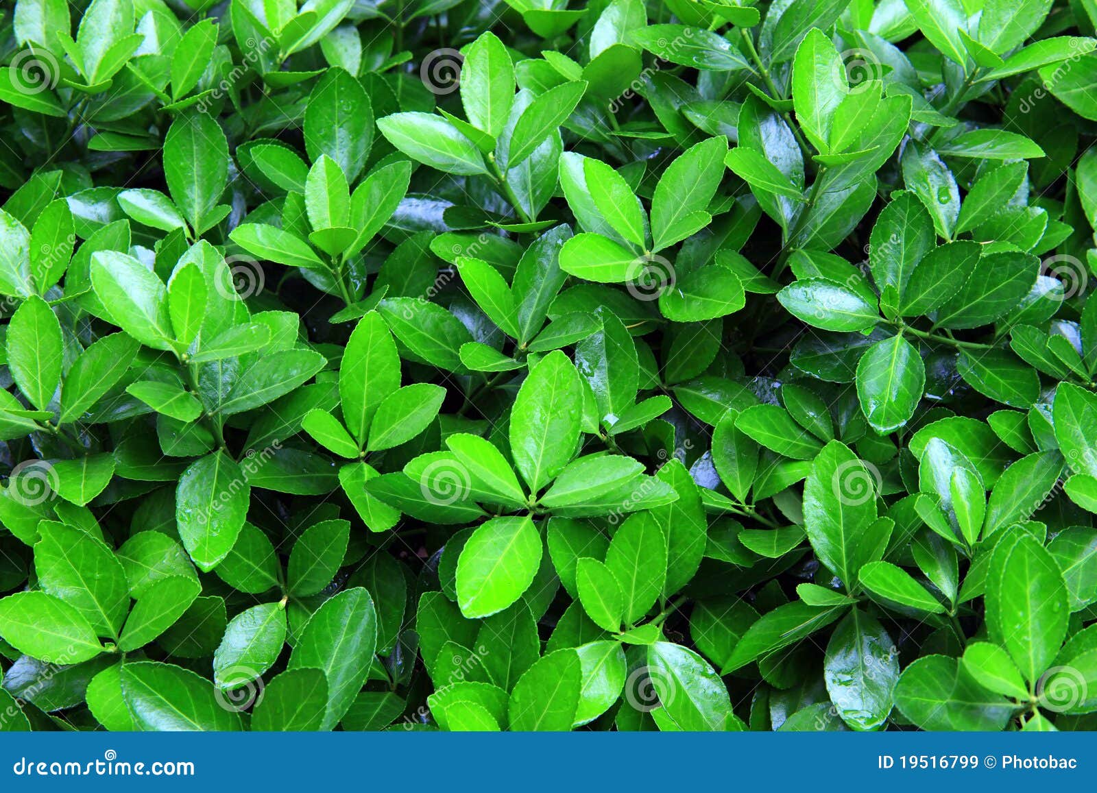 Green bush after rain stock image. Image of natural, herbal - 19516799