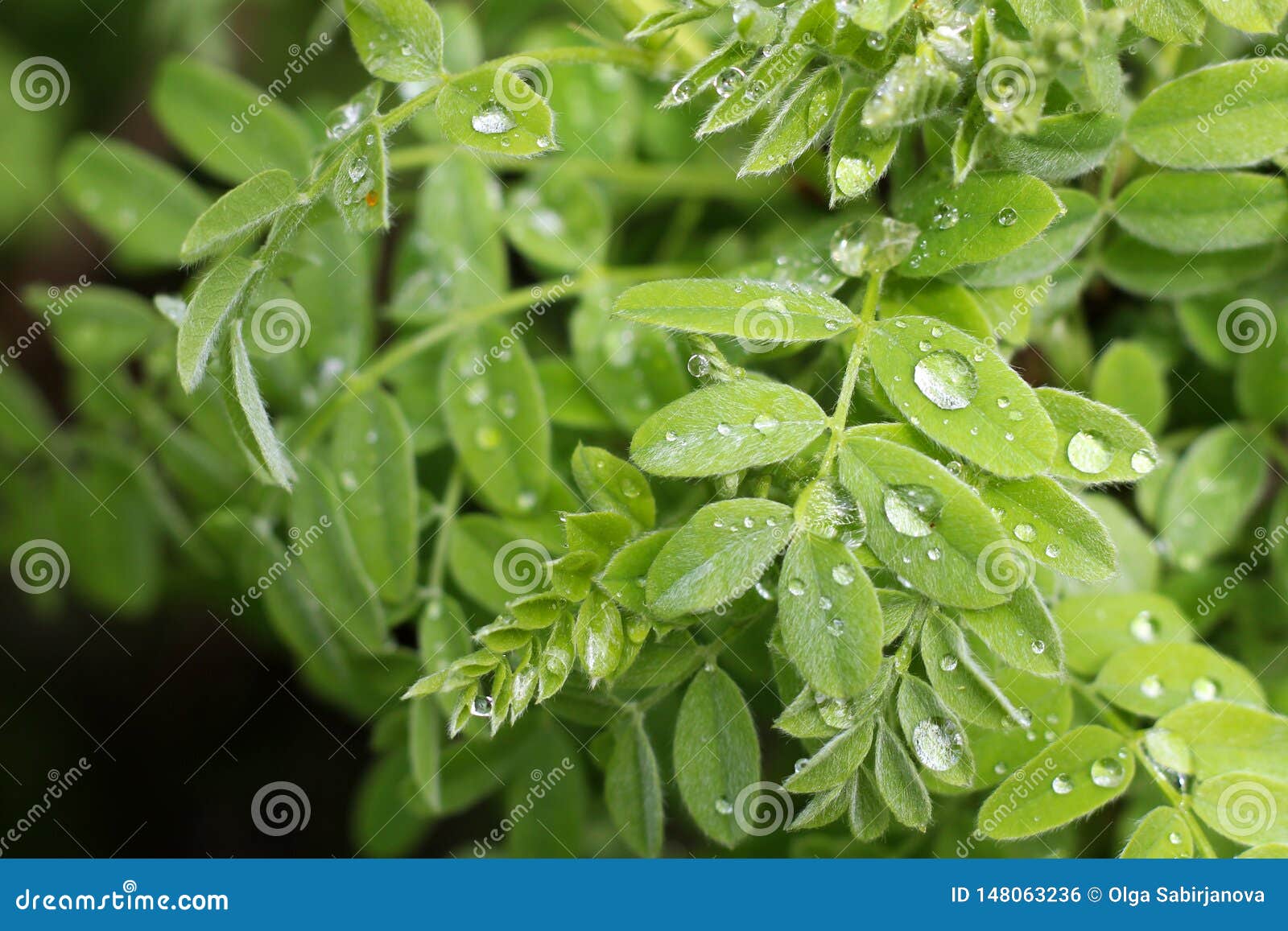 Green Bush after Rain, Water Drops on Leaves Stock Photo - Image of ...