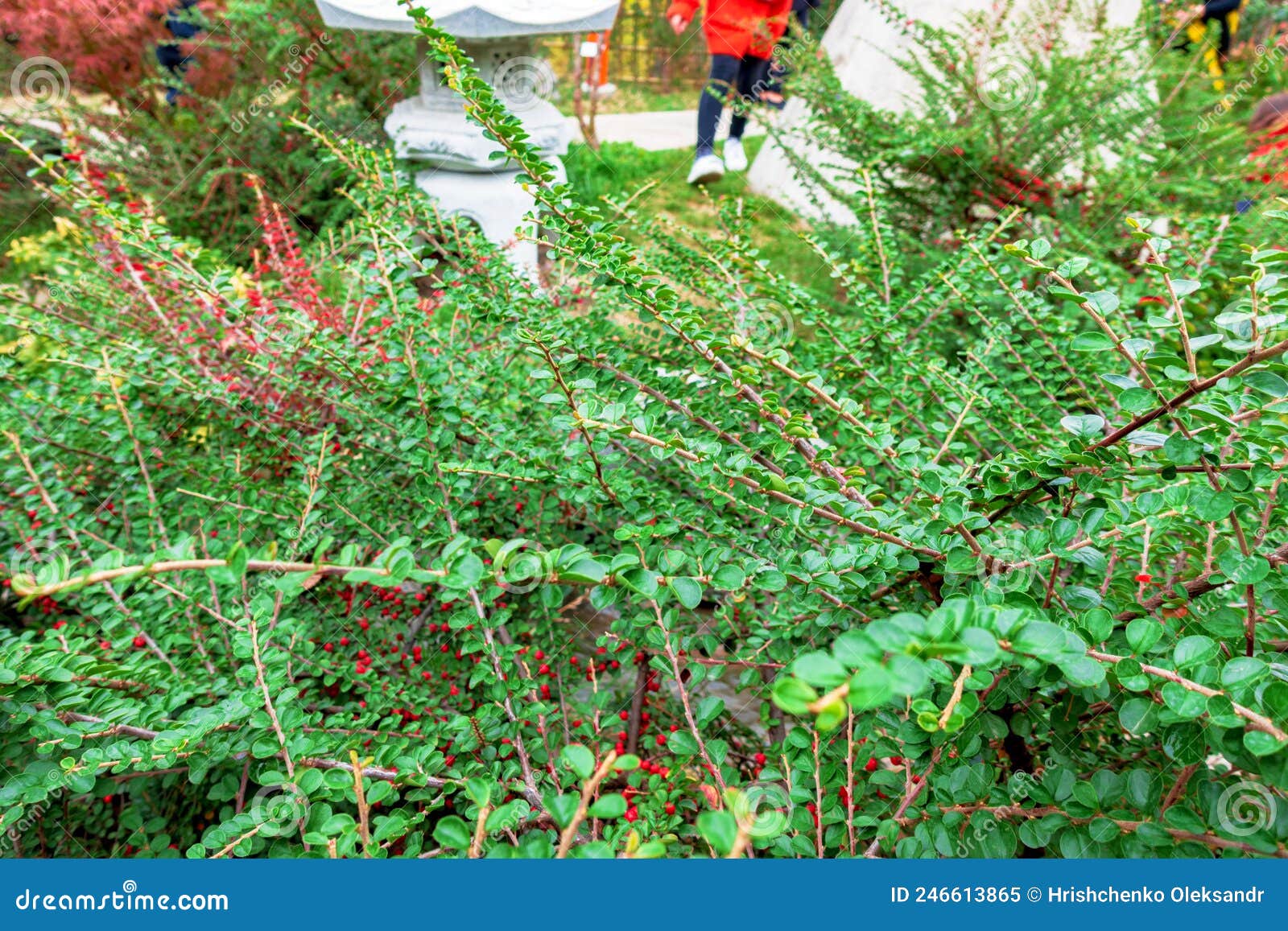 Green Bush with Red Berries Stock Image - Image of botanical, closeup ...