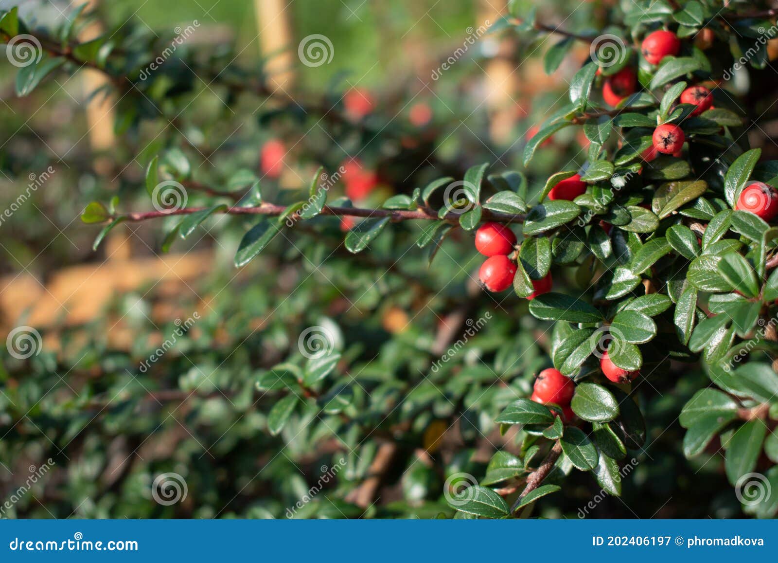 Bush with red berries stock image. Image of berries - 202406197